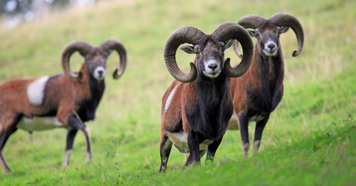 MUFLONE NON È IN ELENCO SPECIE ALLOCTONE INVASIVE, PRESIDENTE IGNORA ...